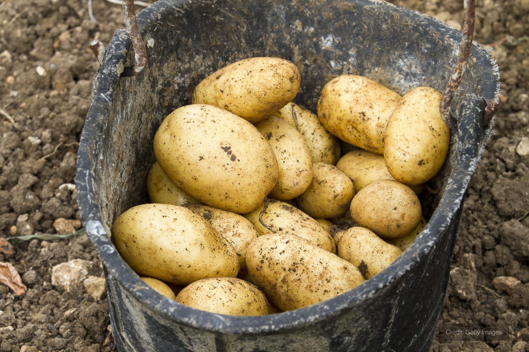 Chiller solution instills perfect conditions for potato storage - Andrews Sykes